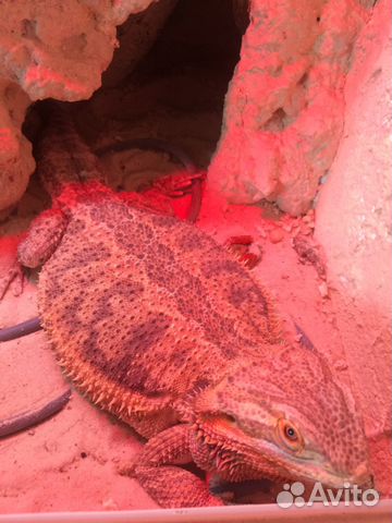 Самец бородатой агама