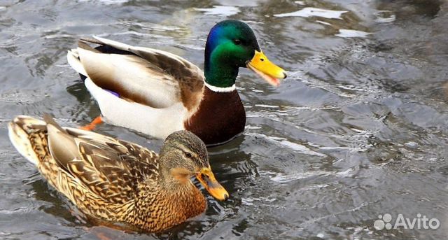 Подсадная утка