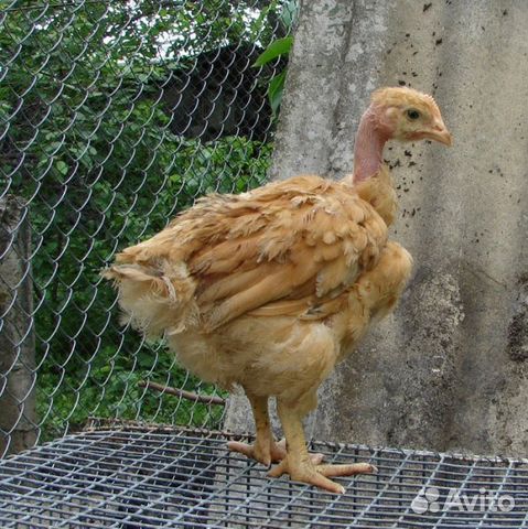 Голошейные бройлеры, вывод 2 мая