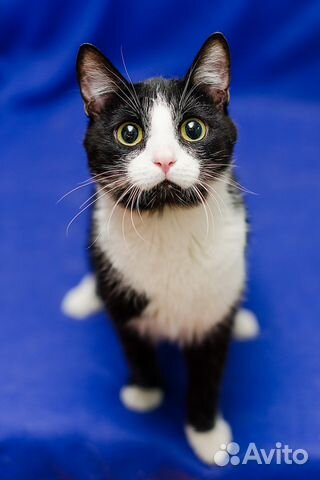 Никитка - котик с замечательным характером