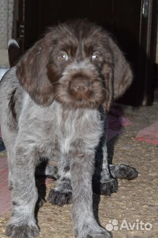 Щенки Дратхаара. Крым Симферополь