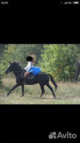 Кобыла Веринея,18 лет