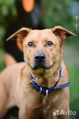 Красивый и серьёзный пёс-защитник в дар