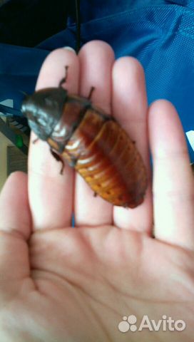 Мадагаскарский шипящий таракан