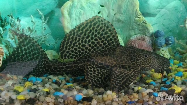 Сом парчевый 35см