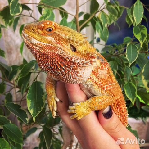 Бородатая агама