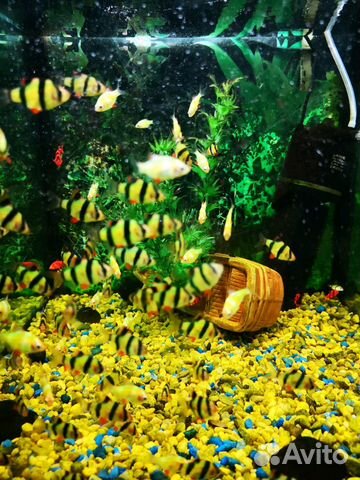 Аквариумая рыба - барбус