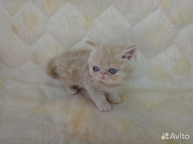 Продам котят экзотов