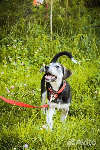 Отдам щенка