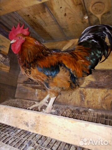 Продам петухов
