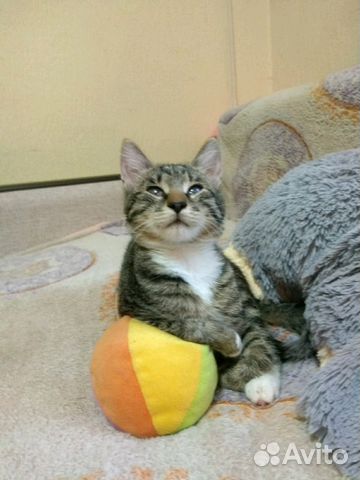 Кошечка Бася