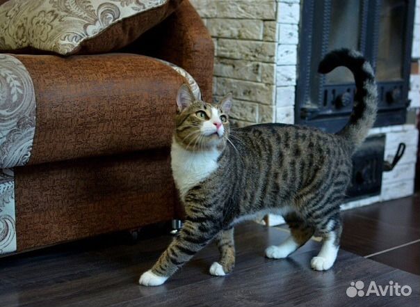 Идеальные коты в добрые руки