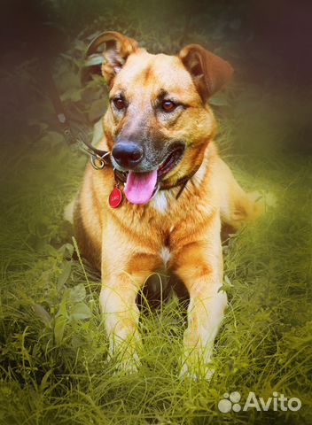 Шикарный крупный статный кобель