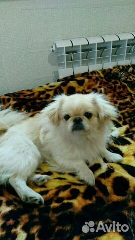 Пекинес для вязки