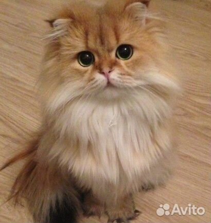 Вязка с вислоухим котом