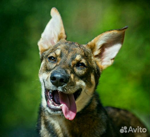 Замечательный щенок мальчик в добрые руки