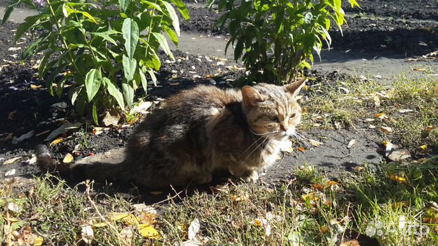 Подобрали на даче, ласковая кошечка, бесплатно