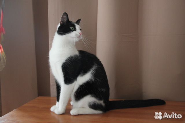 Суперласковая кошечка ищет Дом