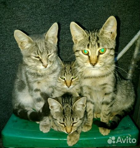 Редкие лесные кошки