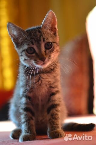Суперкотенок