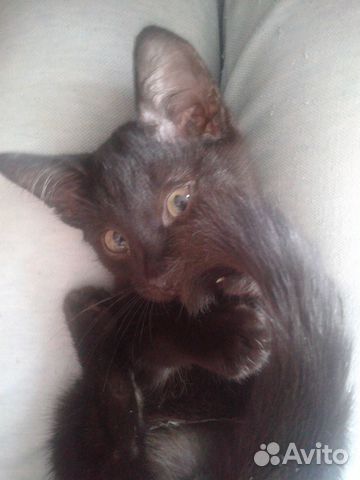 Котёнок в добрые руки