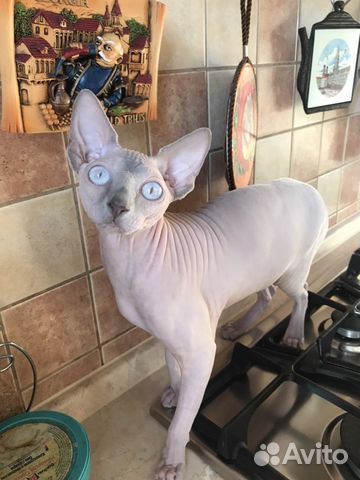 Канадский сфинкс