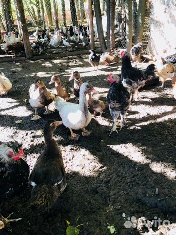 Индоутки домашние