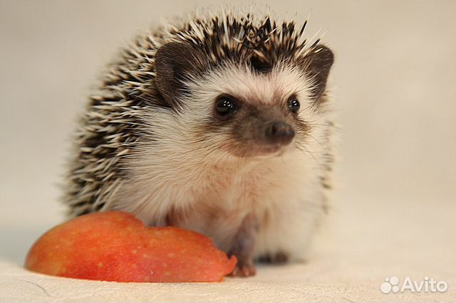 Карликовый ежонок девочка