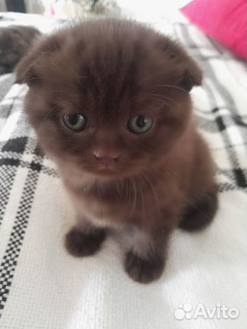 Шоколадный вислоухий котенок