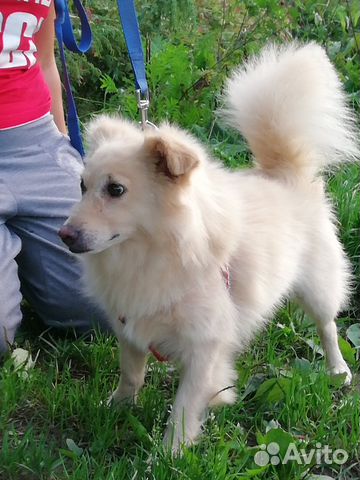 Пушок 5 лет 30 см в холке метис шпица