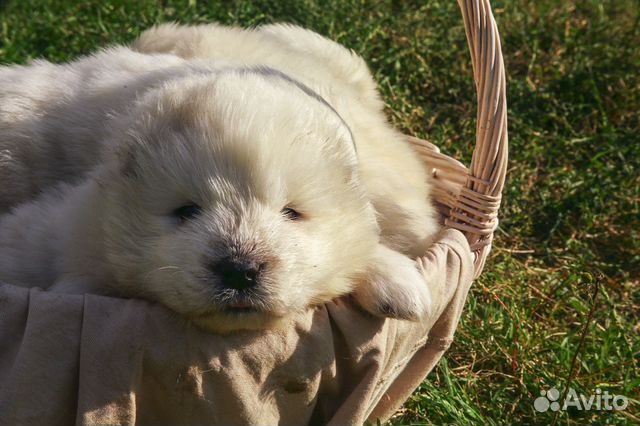 Самоеды-медвежата