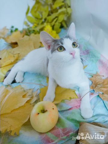 Тюфячок Антошка (7 мес)