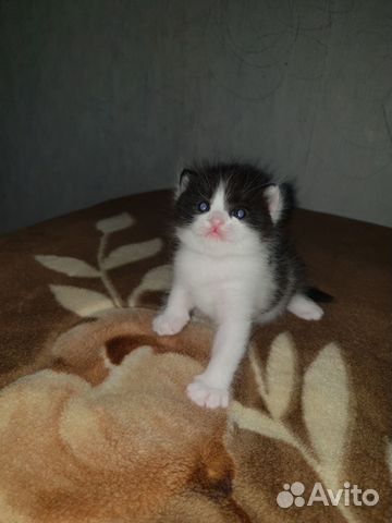 Продам котенка