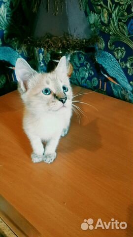 Котенок Тайчик метис