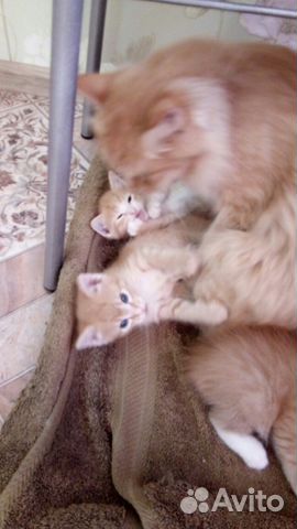 Отдам в хорошие руки Рыженькие
