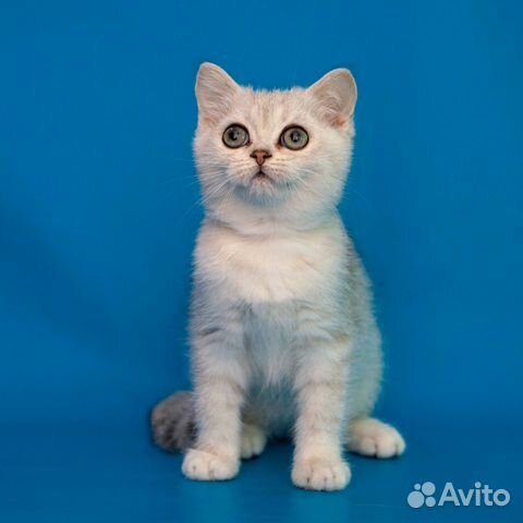 Британский кот зеленоглазый