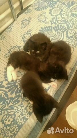 Котята в хорошие руки