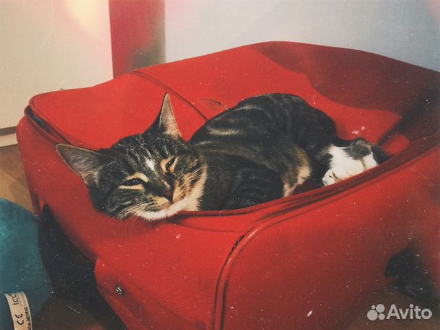 Потрясающая девочка - котенок