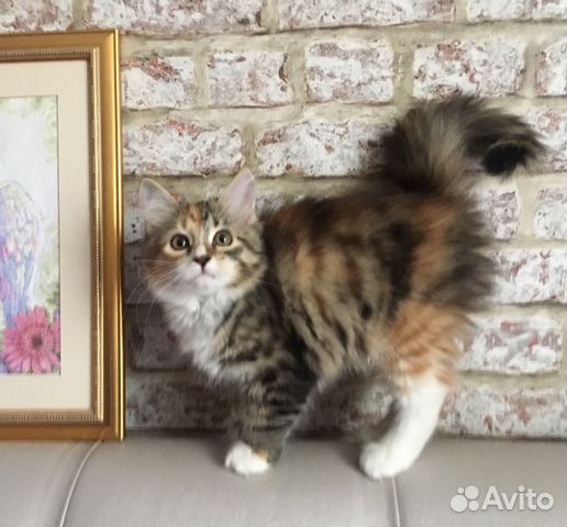 Сибирский котёнок девочка