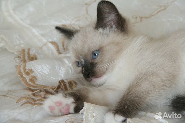 Сиамские котята(1мес)