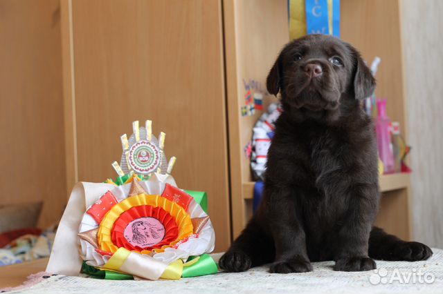 Эксклюзивный шоколад из питомника РКФ