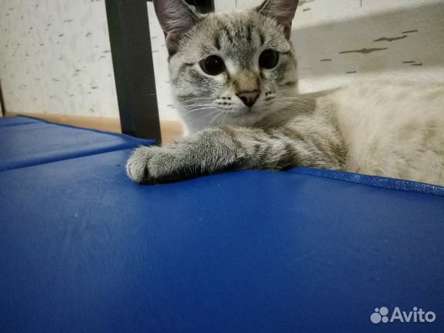 Тайская кошка