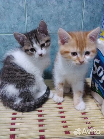 Супер котята