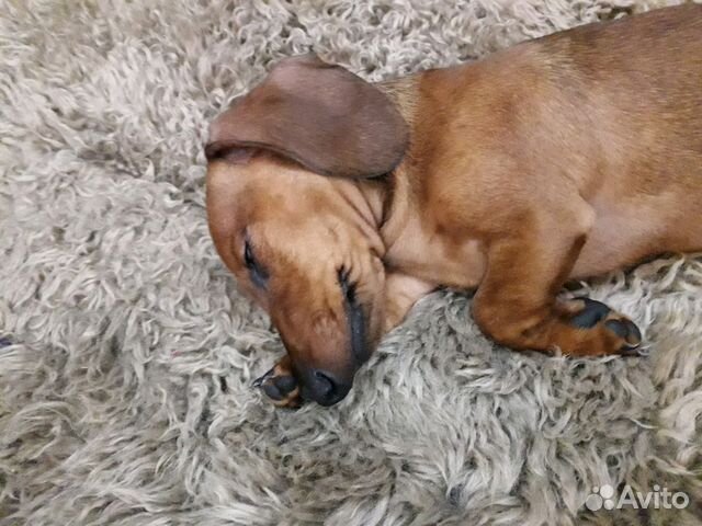 Малыш таксы