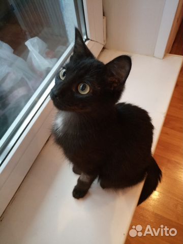 Сдам кота в аренду