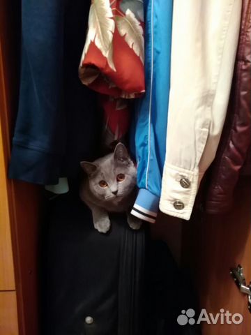 Отдам британскую кошку, в связи с переездом