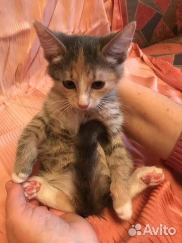 Котенок в добрые руки