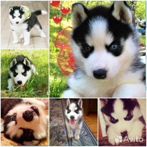 Пухляши и няши Хаски