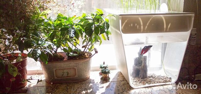 Акваферма Экосистема аквариум и домашний огород