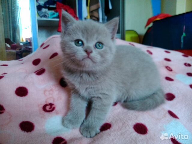 Бриташки-очаровашки